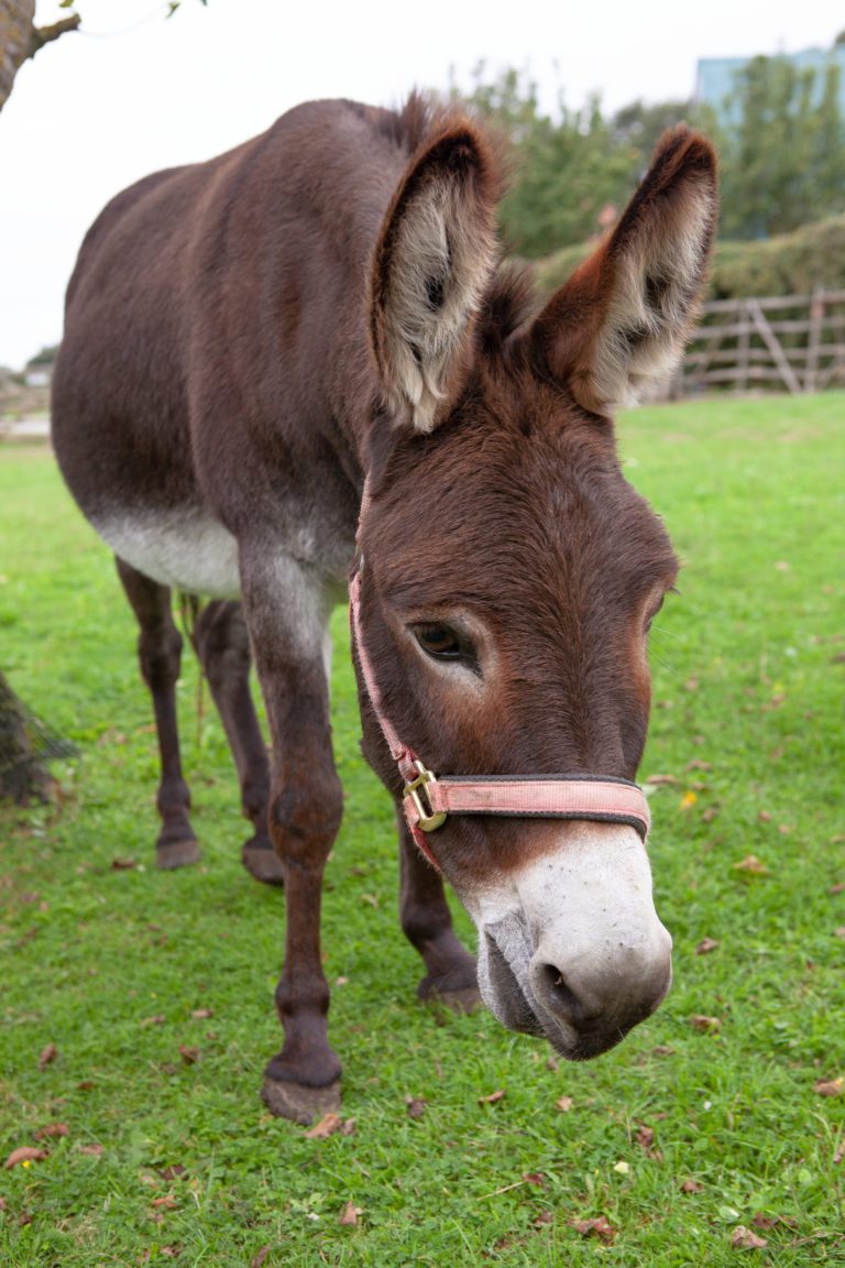 Meet the Donkeys: Dora, Ellie & George