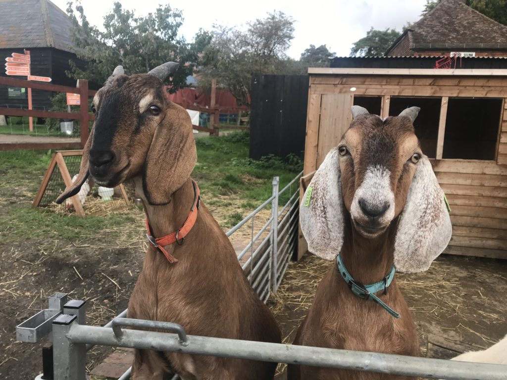 Adopt an Animal - Kent Life