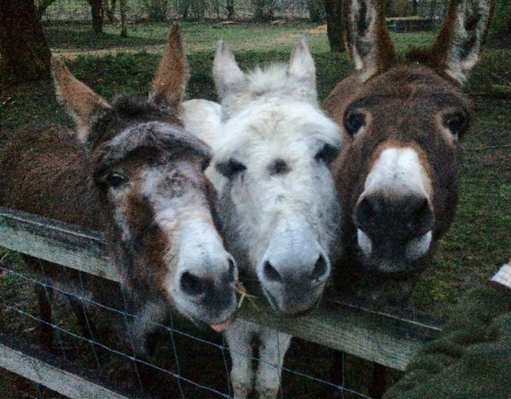 The Kent Life Donkeys are retiring - Kent Life