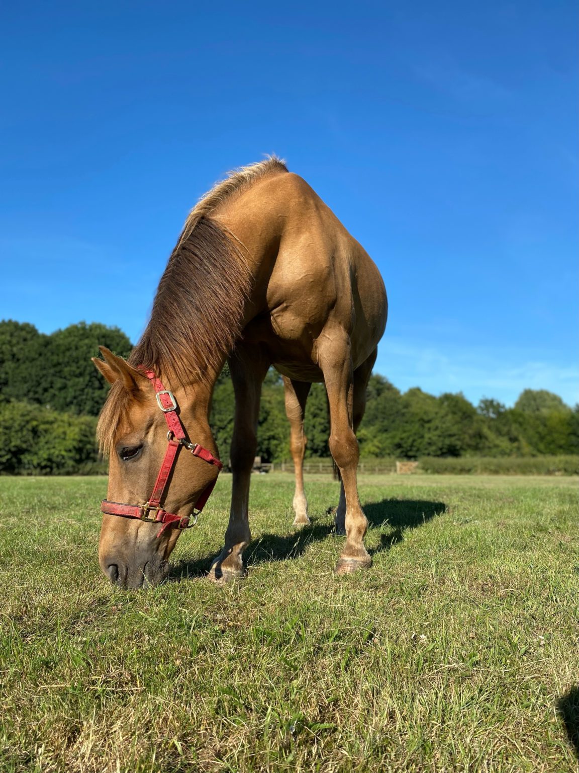 Adopt an Animal - Kent Life