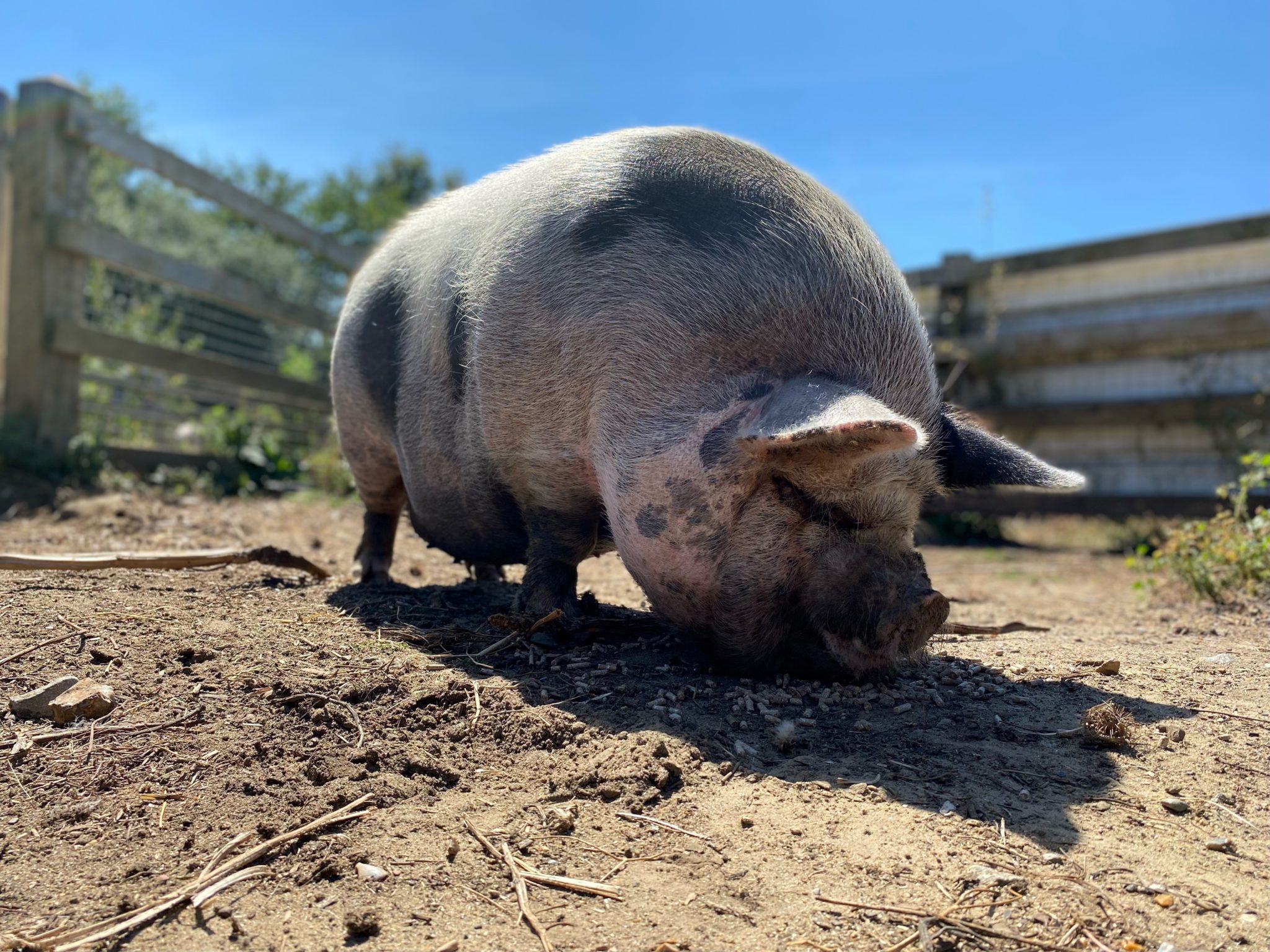 Adopt an Animal - Kent Life